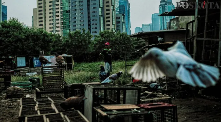 Ngabuburit Sambil Bermain Burung Merpati di Jakarta - poskota.co.id