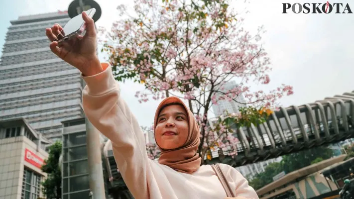 Indahnya Bunga Tabebuya saat Bermekaran, Hiasi Jalanan Pedestrian Jakarta - poskota.co.id