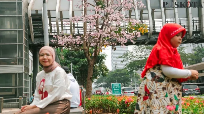Indahnya Bunga Tabebuya saat Bermekaran, Hiasi Jalanan Pedestrian Jakarta - poskota.co.id