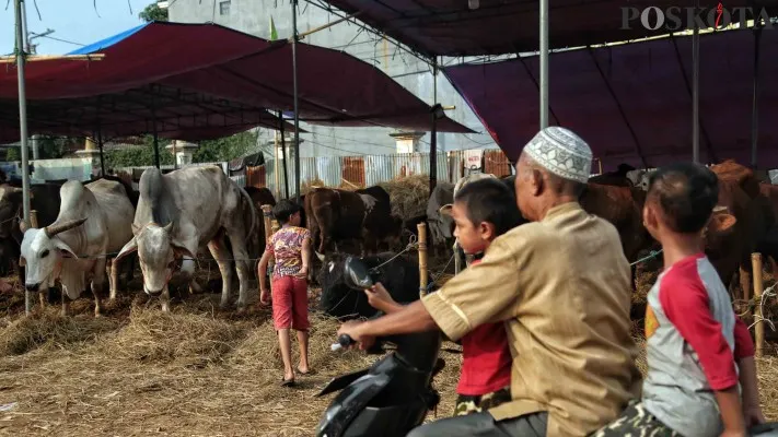 Stok Hewan Kurban Idul Adha 2023 Capai 2,7 Juta Ekor - poskota.co.id